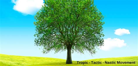 All About Tropic Tactic And Nastic Movement Of Plant By Gurukul Madhyamik Medium