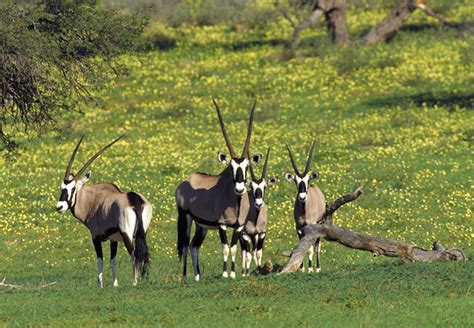Gemsbok {oryx Gazella}