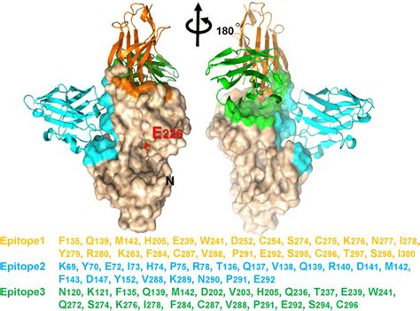 Two Views Of The Crystal Structure Of Cd38 Complexed With Nanobodies
