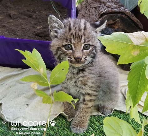 Rarely Seen Solo Bobcat Kitten Rescued By Hiker Near Sausalito