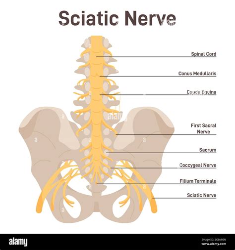 Sciatic Nerve Lower Back And Lower Limbs Ischiadic Nerve Human Nervous System Educational Or
