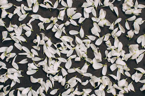 꽃 구성입니다 검은 바탕에 누워 흰 카모마일 꽃잎입니다 봄 개념입니다 0명에 대한 스톡 사진 및 기타 이미지 0명 8세기 개념 Istock