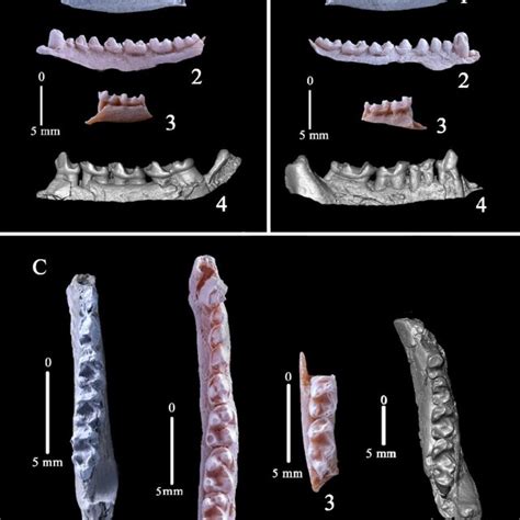 Map Showing The Location Of The Small Adapids Which Show Some Download Scientific Diagram