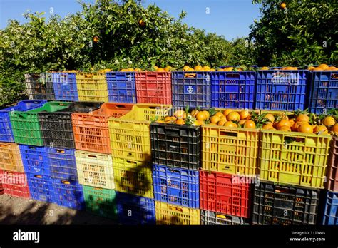 Harvesting Oranges Stock Photos Harvesting Oranges Stock Images Alamy