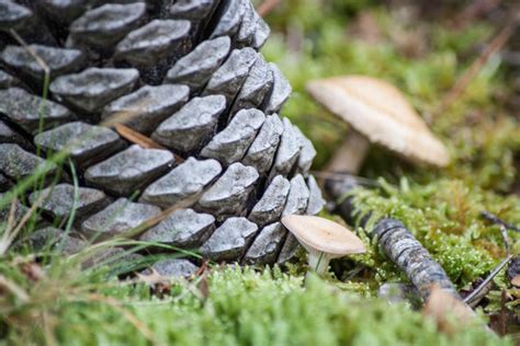 รูปภาพbasidiomicetos เลือกดูภาพถ่ายสต็อก เวกเตอร์ และวิดีโอ7 Adobe