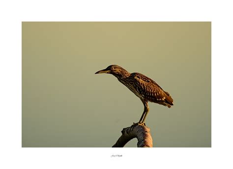Nycticorax Nycticorax Galéria Fotomask