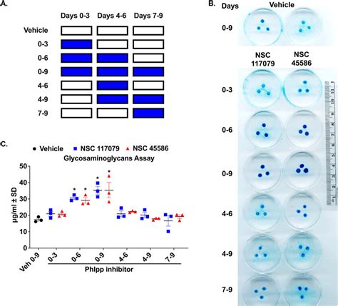 Phlpp Inhibitors Promote Chondrocyte Maturation And Glycosaminoglycan Download Scientific