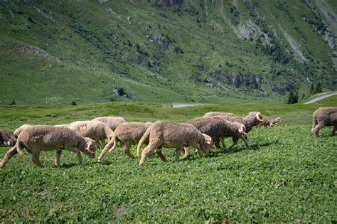 2 무료 굳은 포유류 And 양 이미지 Pixabay