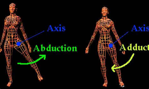 Abduction Vs Adduction Movement Importance Exercise