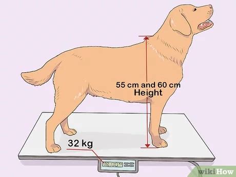 How Big Is A Full Grown Labrador Retriever