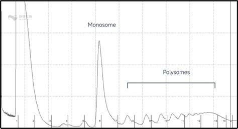 翻译组polysome Profiling 新使生物公司官网 让核糖体印迹分析变得更简单