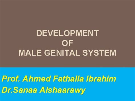 Development Of Male Genital System Prof Ahmed Fathalla