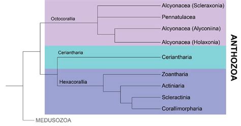 Proposed Phylogeny Of Class Anthozoa Based On Recent Analysis By Kayal