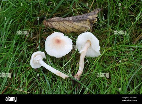 Lepiota Cristata Commonly Known As The Stinking Dapperling Or The Stinking Parasol Wild