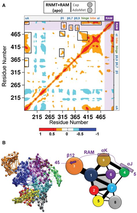 Allosteric Networks In The Rnmt Ram Complex A Inter Residue