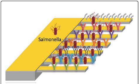Example Of Phage Display Libraries Peptides Based Nanobiosensor For Download Scientific Diagram