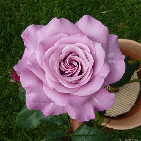 Neptune S Harvest Rose And Flowering At Dennis Stoops Blog