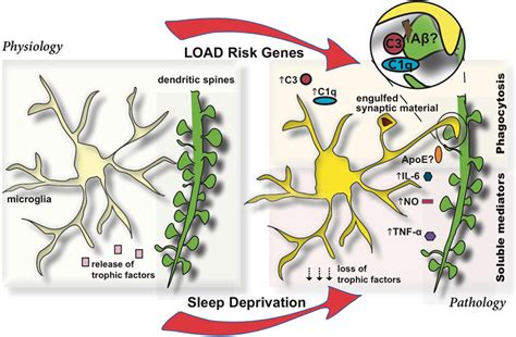 Diagram Depicting The Role Of Microglia Yellow In Supporting Synapse Download Scientific