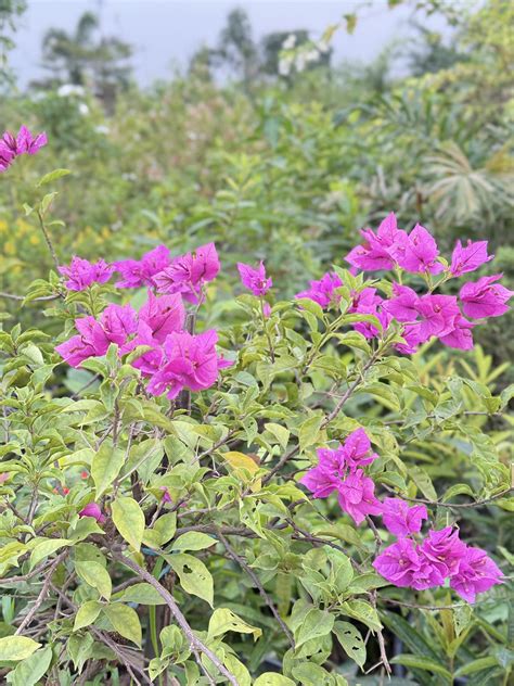 Haji Hafez Lukman Hossain