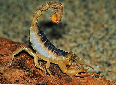 Скорпионы на фото и картинках только лучшие фотографии скорпионов