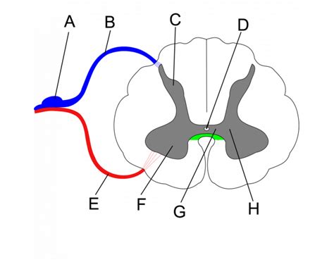Spinal Cord Labeling Quiz