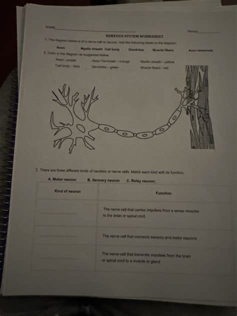 Solved The Nervous System The Action PotentialThe Action Chegg