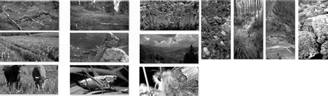 Figure 1 From Fingerprint Liveness Detection Using Local Texture