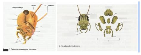 Grasshopper Mouth Parts Diagram Quizlet