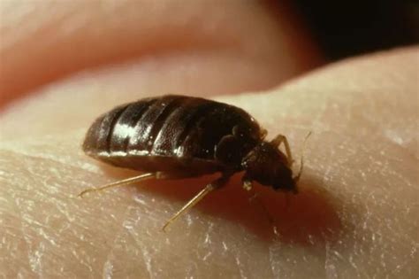 Mass Infestation Of Bed Bugs Forces Man 83 To Leave Flat And Sleep In