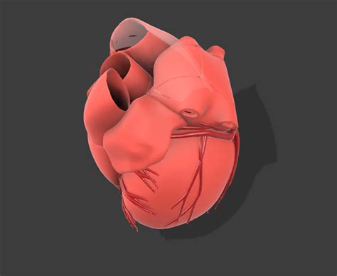3d File Heart Segmented Anatomical 💜・3d Printable Model To Download・cults