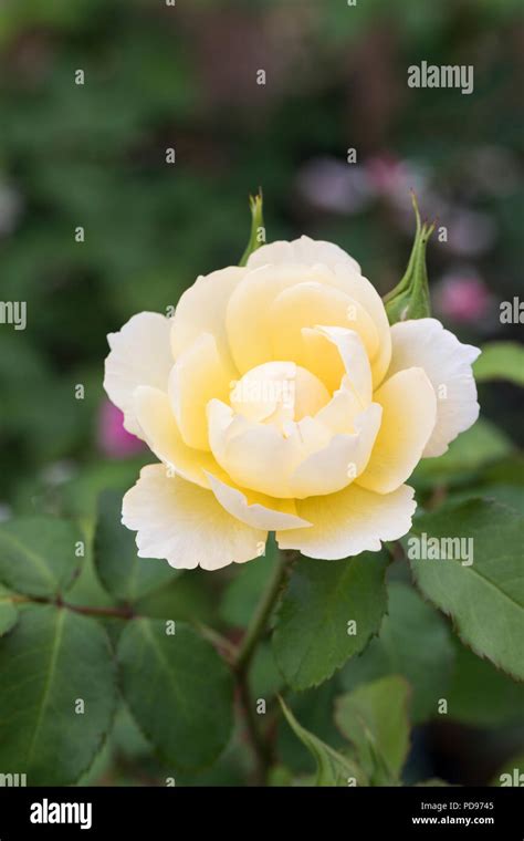 Imogen fragrant rose hi-res stock photography and images - Alamy