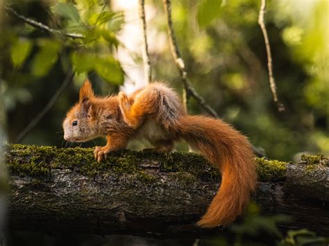 Juvenile Squirrel Being Cute R Squirrels
