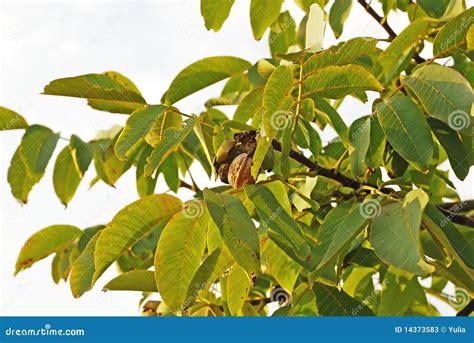 Walnut Tree Leaves