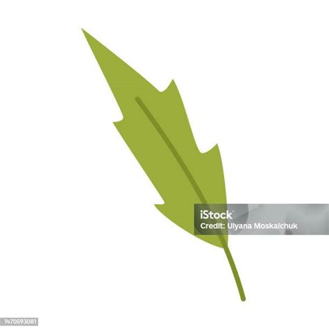 평면 디자인에 녹색 뾰족한 잎이 있는 벡터 클립아트 녹색의 식물 잎 잎 봄 식물 그림입니다 0명에 대한 스톡 벡터 아트 및 기타 이미지 Istock