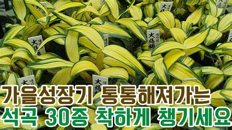 가을성장기 통통해져가는 석곡 30종 착하게 챙기세요 꽃밭에서 난원 풍란 춘란 Orchid 목석부작 초심자 착한선물용 추석을앞두고 Youtube