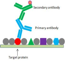 IHC Antibody Features High Specificity Sino Biological