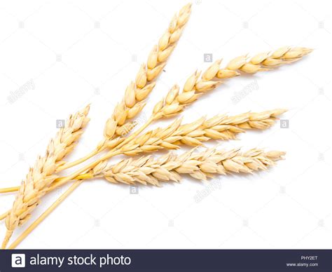 Soft White Wheat Stock Photos Soft White Wheat Stock Images Alamy