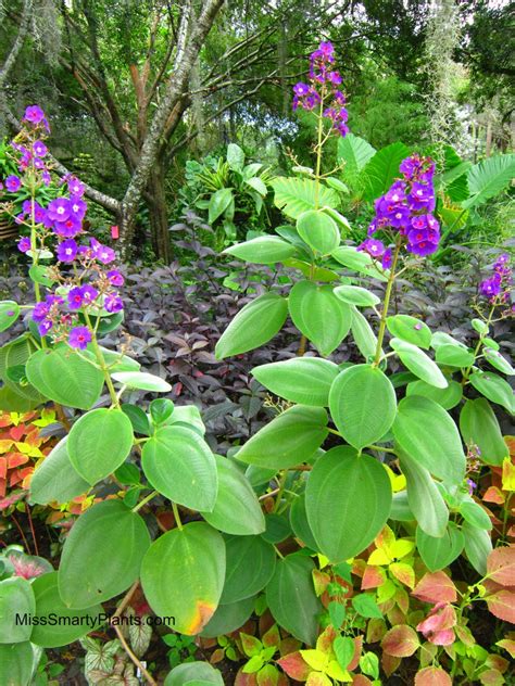 Tibouchina Urvilleana Princess Flower Singing Tree Gardens Nursery
