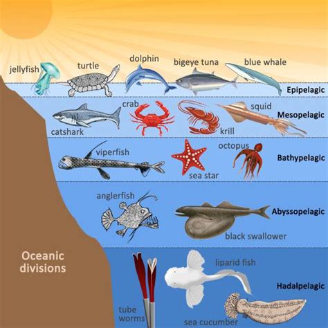 Pelagic Zone Organisms