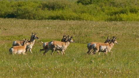 Pronghorn Place Preserve Protects Wildlife Migration Route Cool