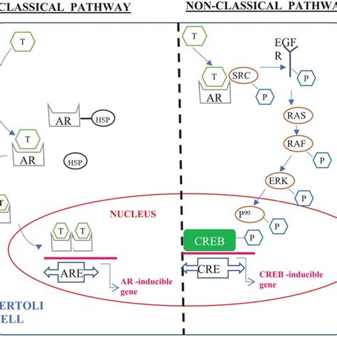 Classical Pathway Left And Nonclassical Pathway Right Of Download Scientific Diagram