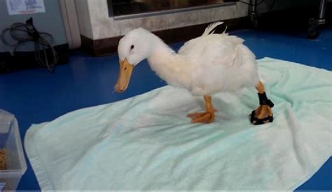 Quack Quack The Duck Walks Again Thanks To A 3d Printed Leg Brace