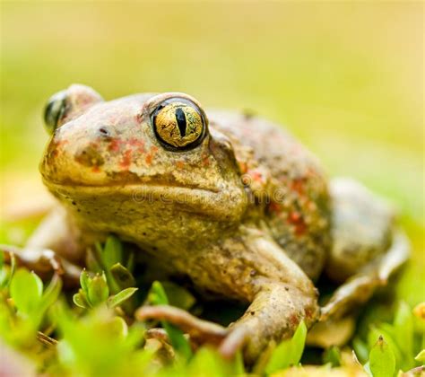 Common Eurasian Spadefoot Toad Stock Image Image Of Eurasian Toad