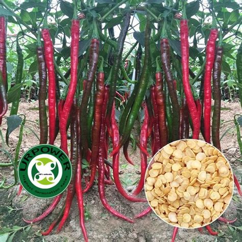 Siling Panigang Hot Pepper Seeds Vegetable Seeds Shopee Philippines
