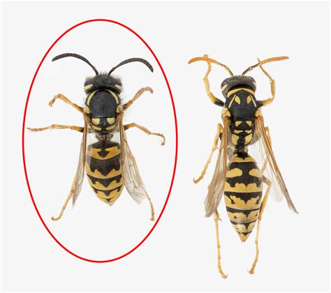 Yellow Jacket Vs Bee