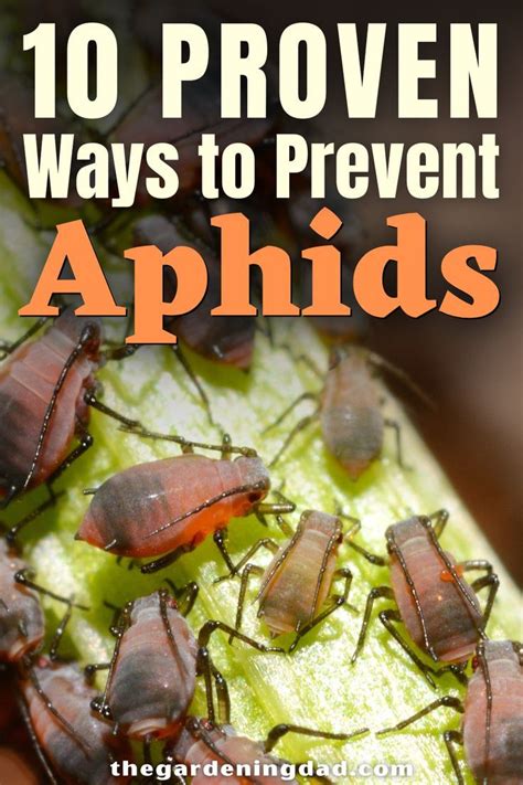 Proven Ways To Get Rid Of Aphids Artofit