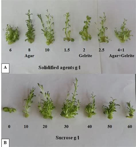Effect Of Different Levels Of A Solidified Agents Agar 6 8 10 And