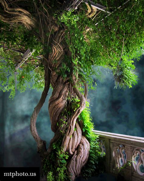 Tree GIF Find On GIFER