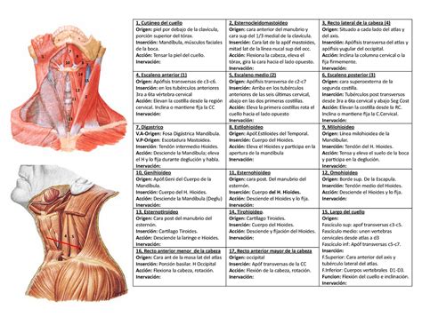 Anatomia I Miologia Musculos De La Cara Y Cuello Youtube