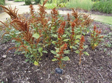 Amaranthus Hypochondriacus Day Four Of A Few Days Away In … Flickr